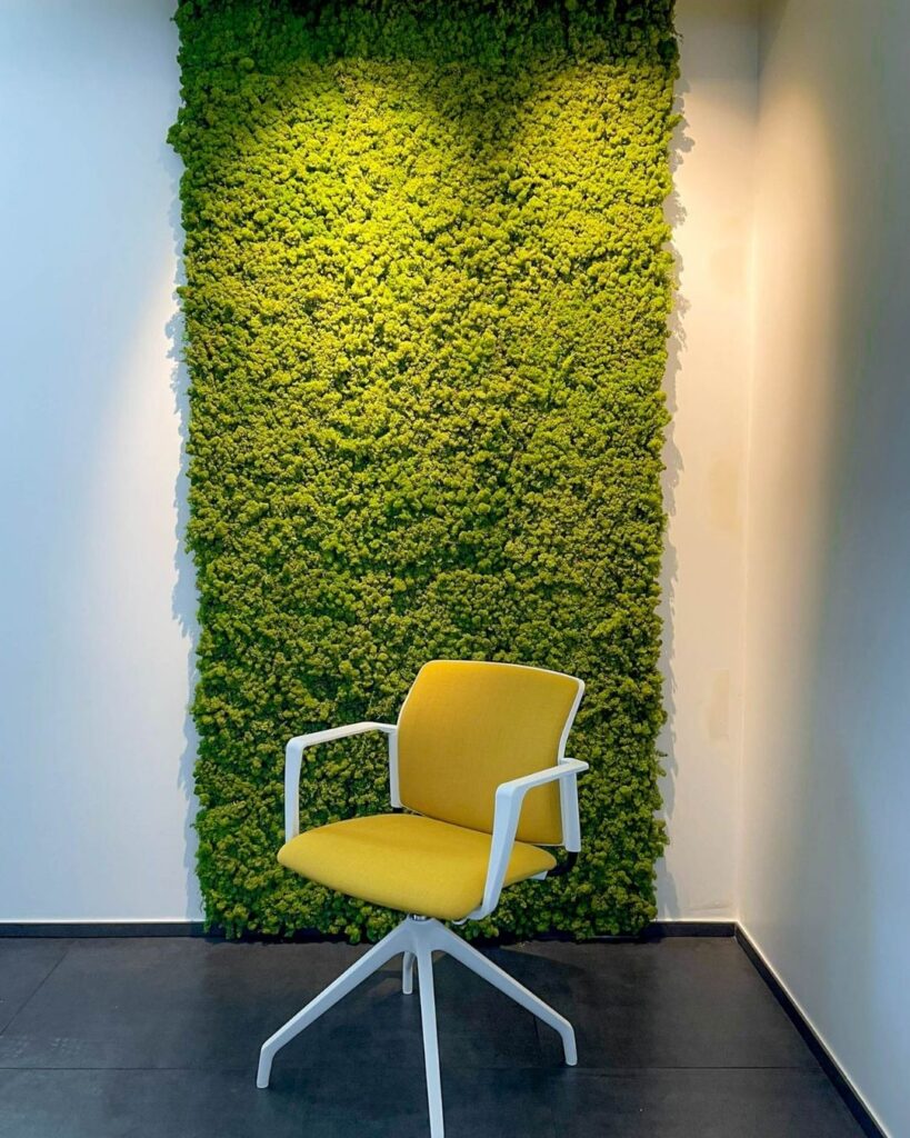 Piante stabilizzate da interno: cosa sono e perché sceglierle? - Tesoro ...